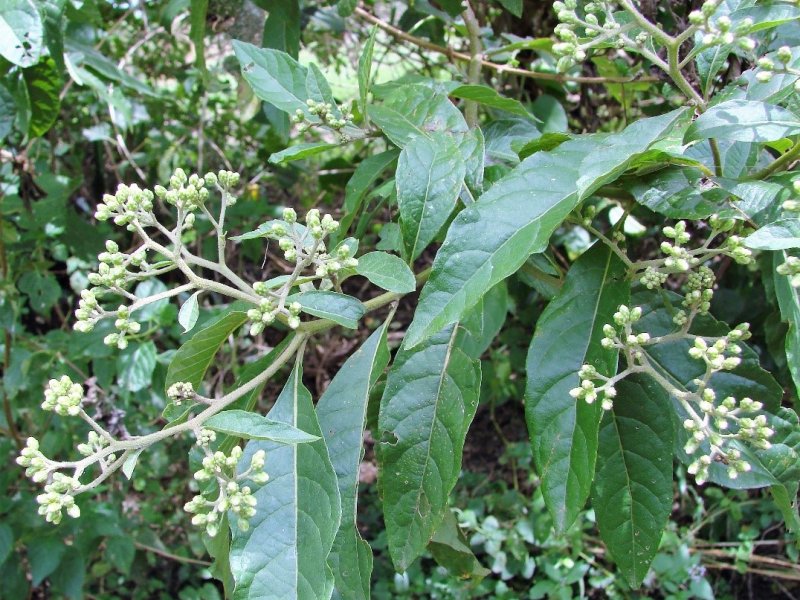 Bitter leaf (New) | Infonet Biovision Home.